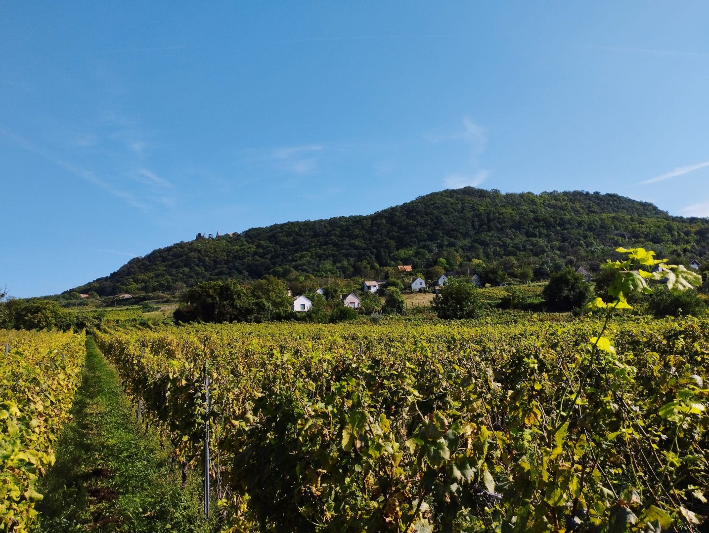 KABOR Klasszik Borkóstoló (Somlószőlős, Somló) FOGLALD LE 4 990 Ft-tól