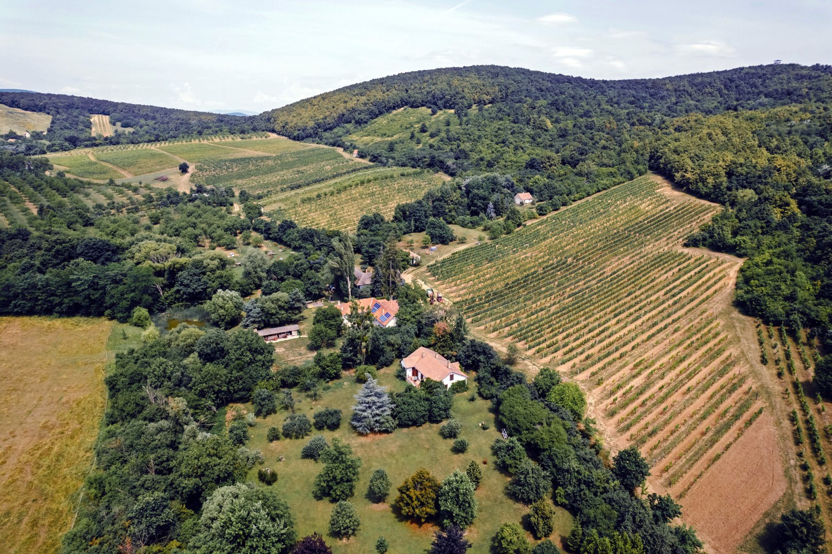 Tracing the history of Hungarian wine