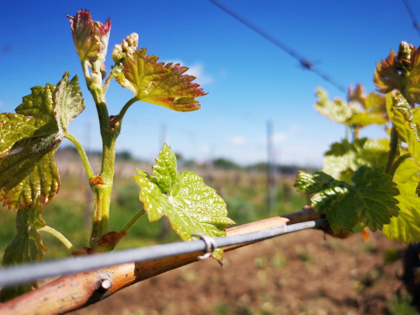 Taschner Borház - Sopron, Sopron